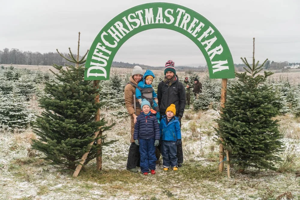Cut your own Christmas Tree — Duff Christmas Tree Farm