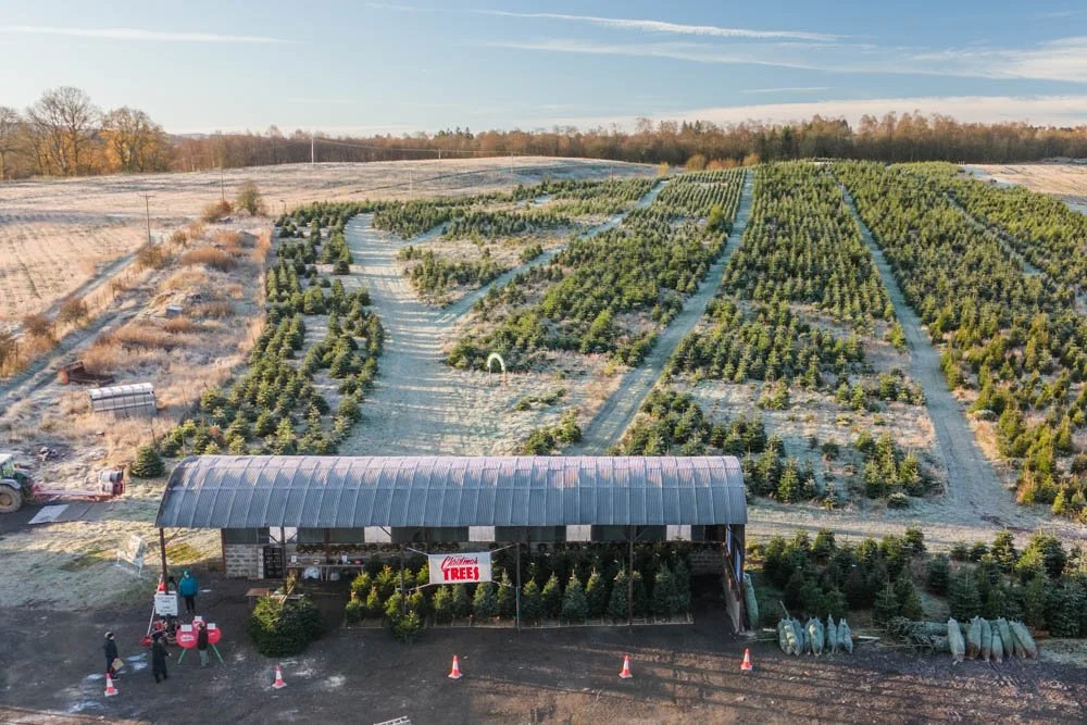 Cut your own Christmas Tree — Duff Christmas Tree Farm