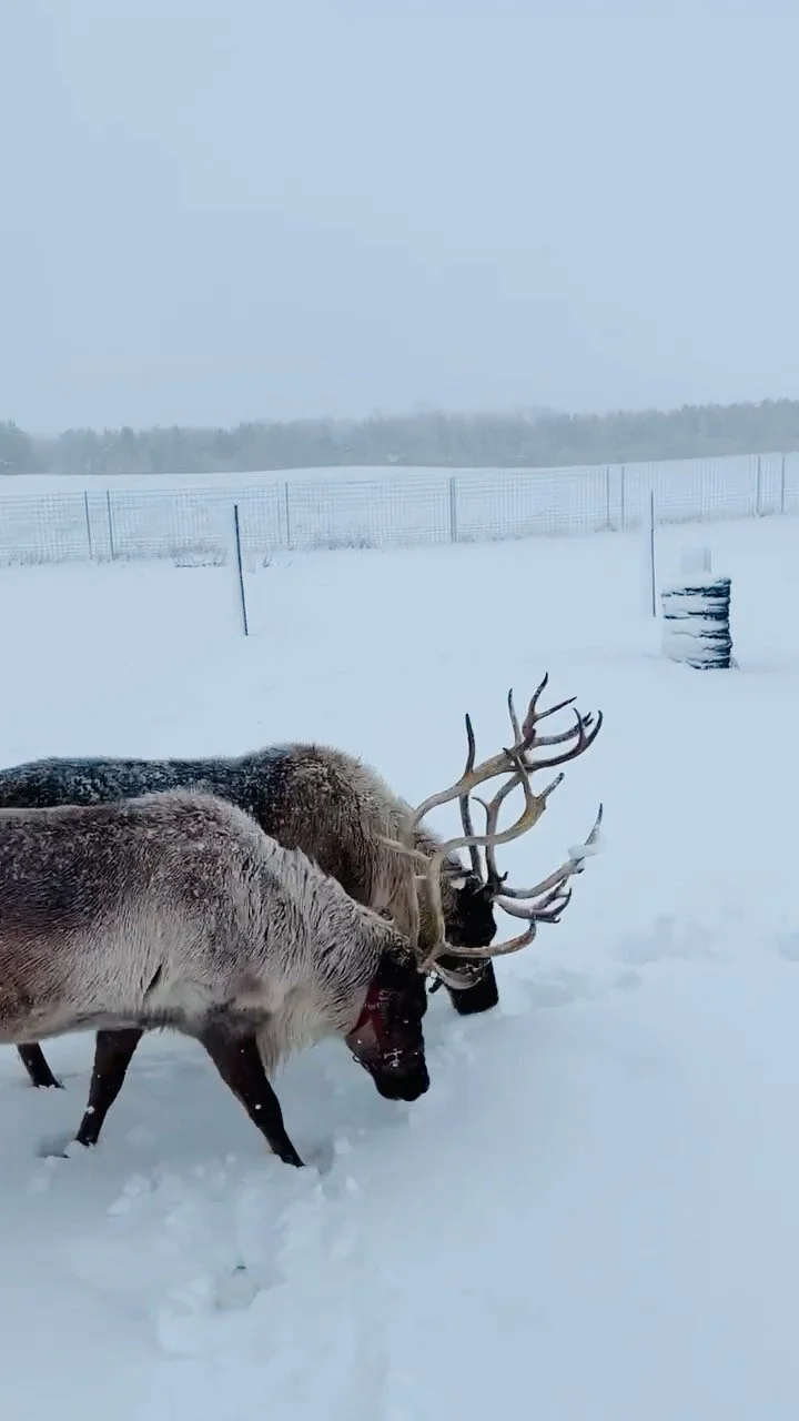Photos — Whispering Pines Reindeer Ranch & Tree Farm