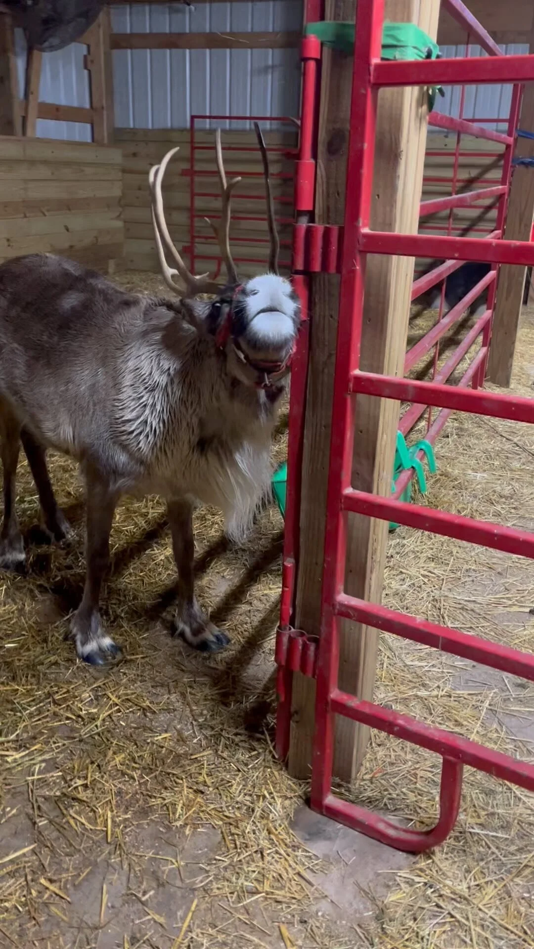 Photos — Whispering Pines Reindeer Ranch & Tree Farm