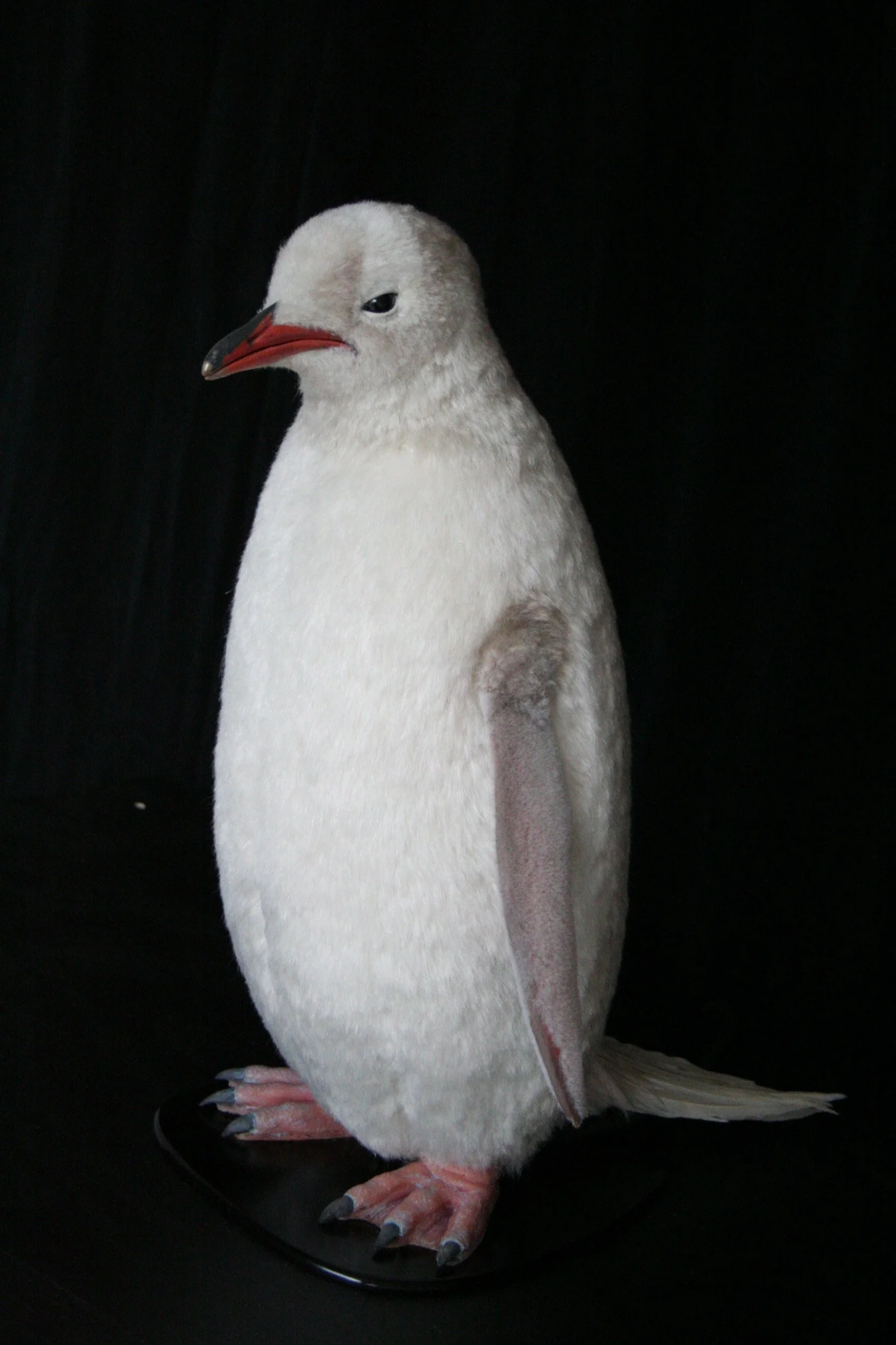 Matt Brooks Puppetry