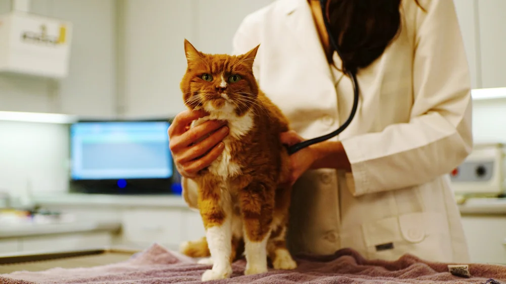 The Cat Doctor Atlanta