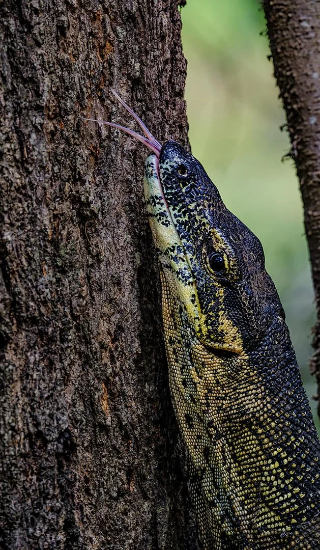 Photoshoot Outing Walkabout Creek 19 Feb 2023 — Queensland Camera Group