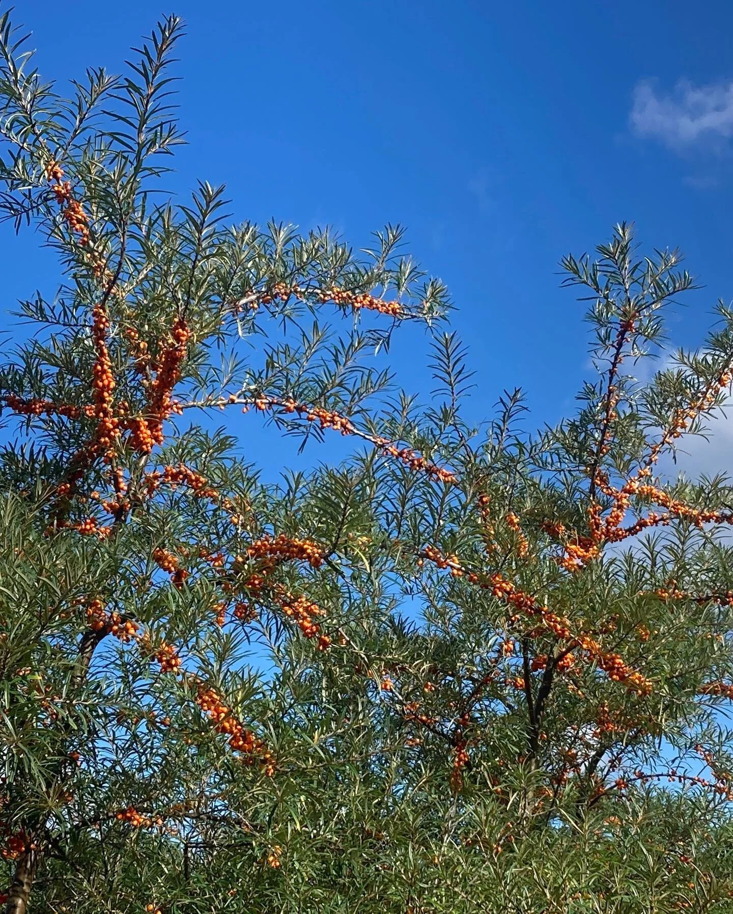 Cornish Seaberry Company