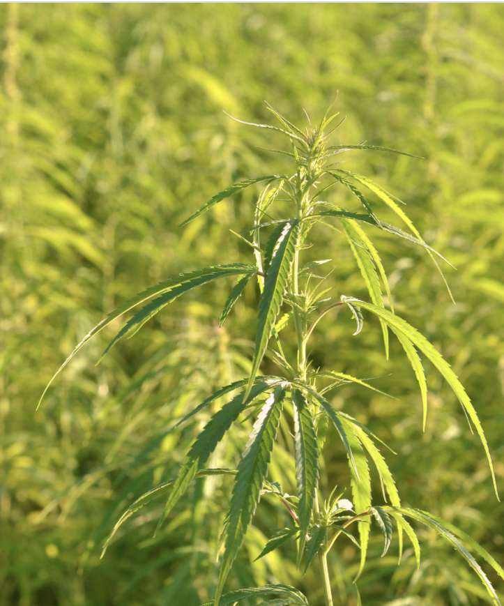 Industrial Hemp, — INFLUENCE FOUNDATION