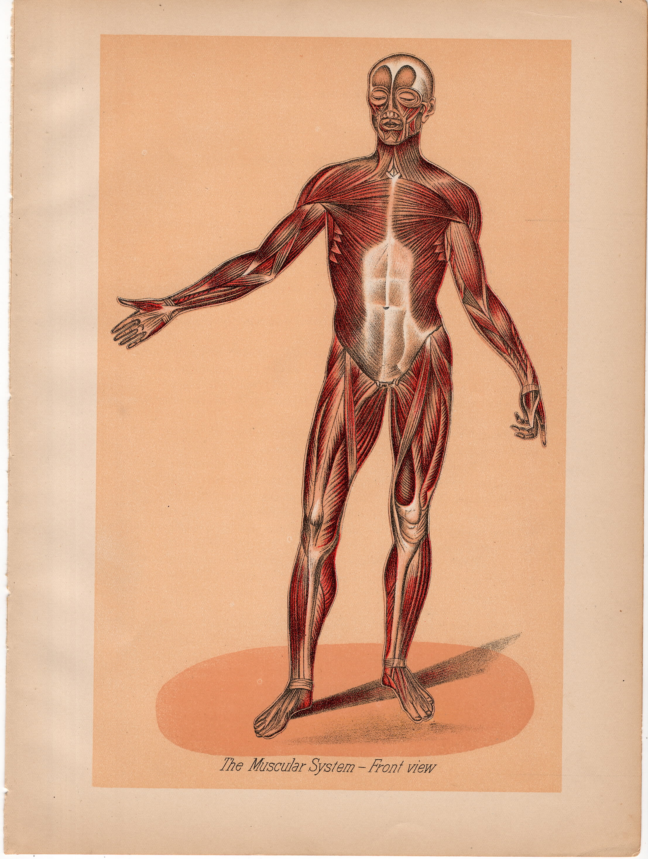 Antiques & Collectibles — Morbid Anatomy