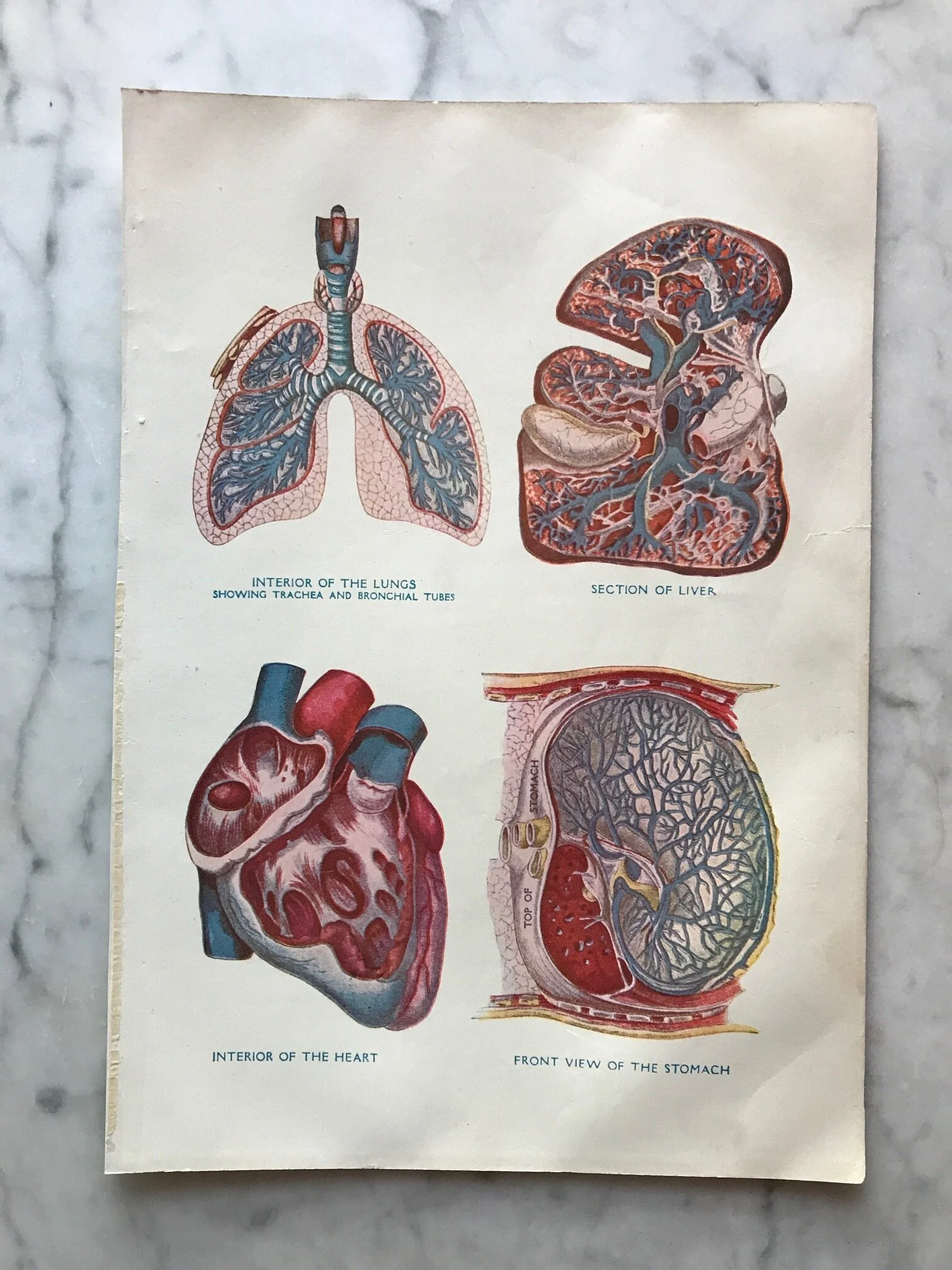 Antiques & Collectibles — Morbid Anatomy