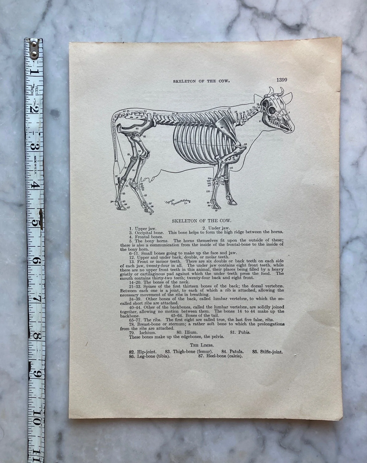 Cow Skeleton