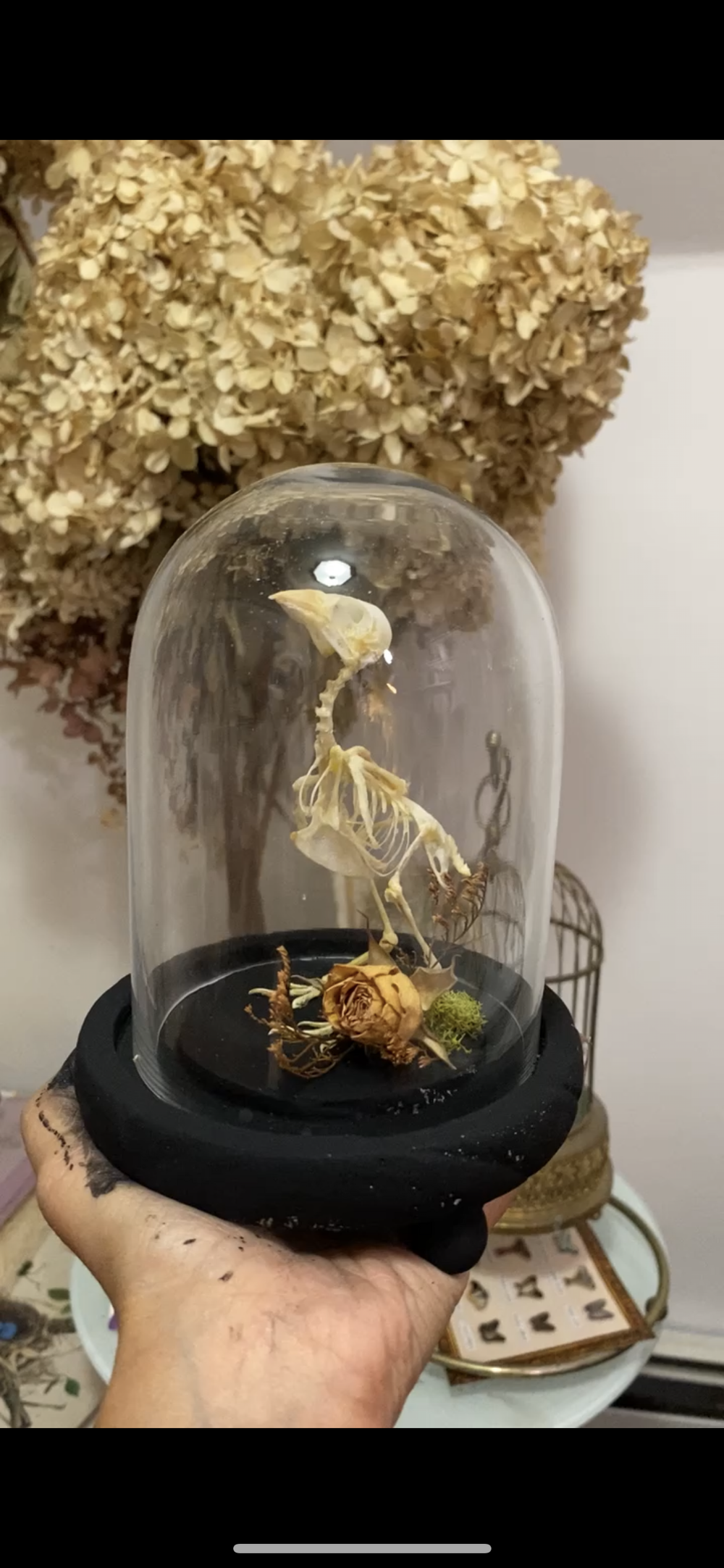 taxidermy — Past Classes — Morbid Anatomy
