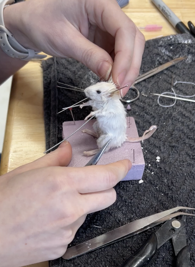 SOLD OUT; SEE NEW DATE BELOW In-Person Mouse Taxidermy Class with ...