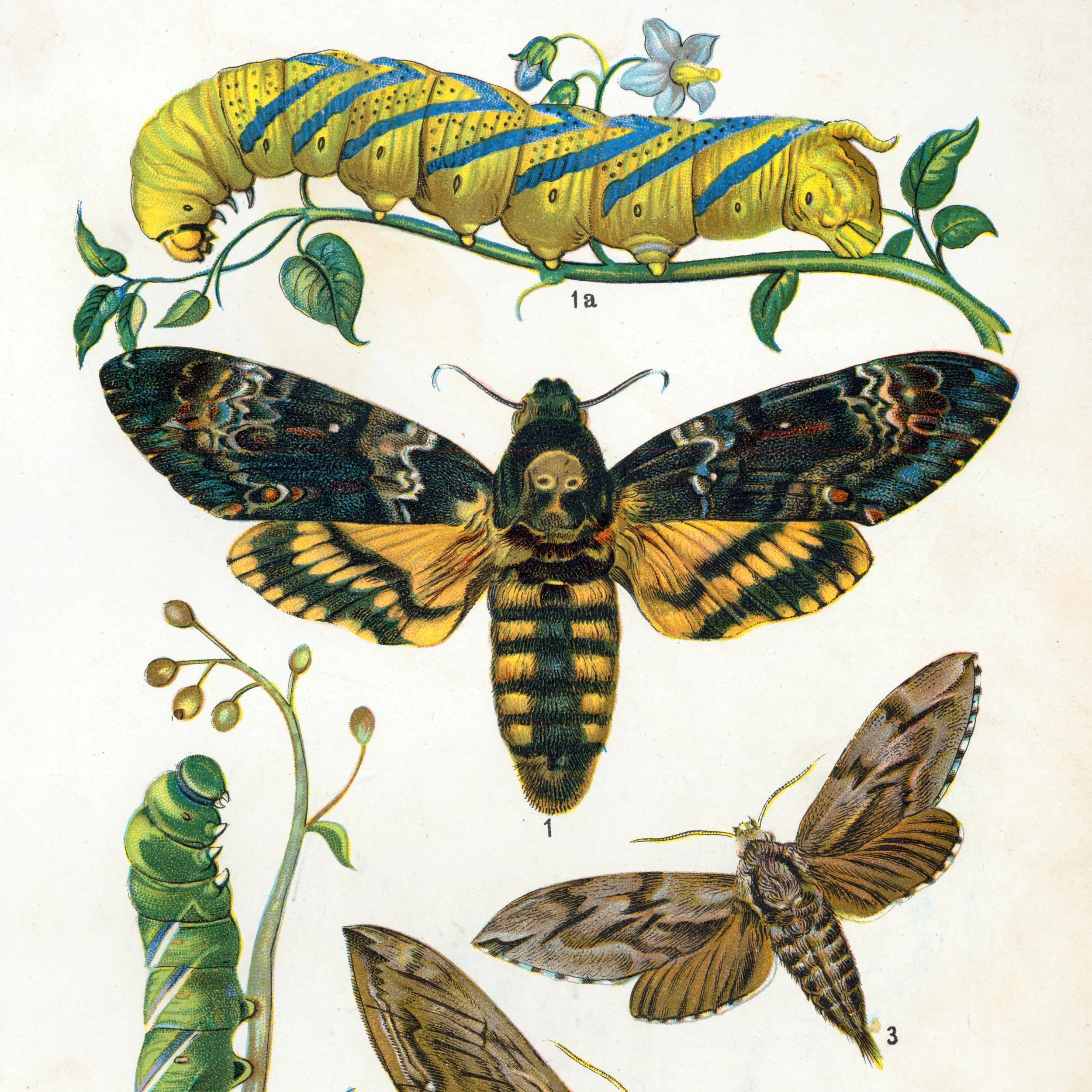 Full list of upcoming classes at Morbid Anatomy. Most are online and ...