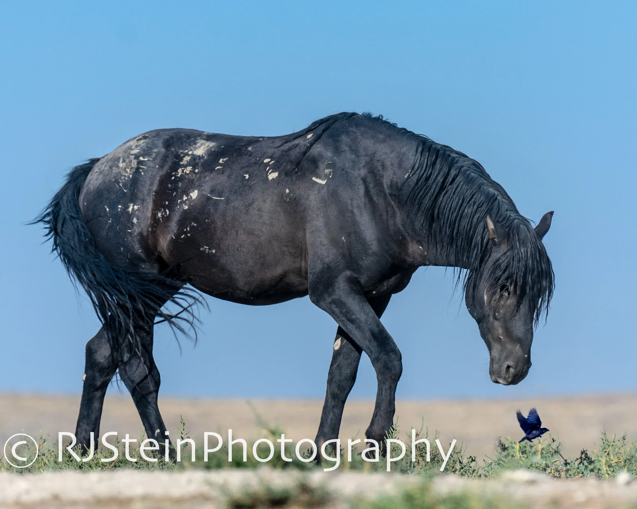 RJStein Photography—beautiful outdoor imagery