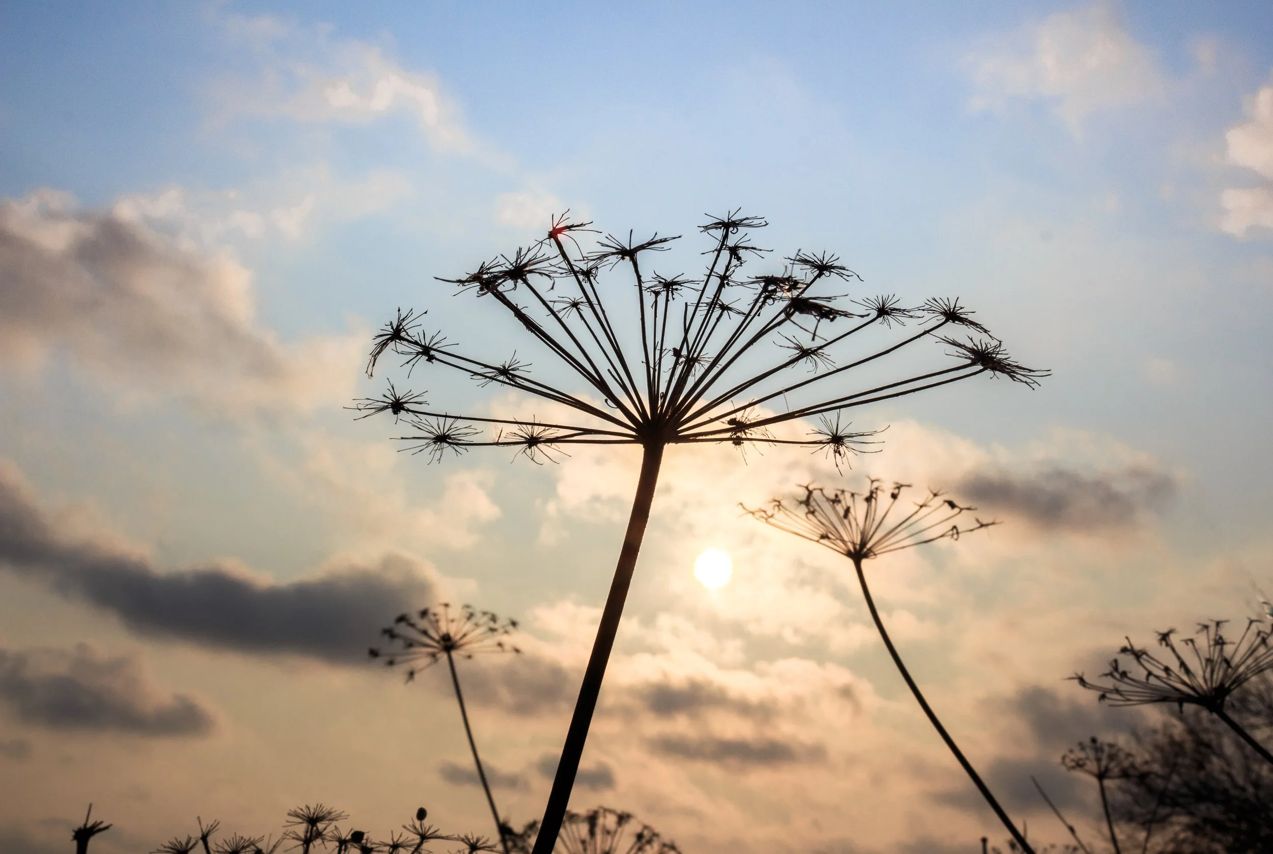 Growing with Pathwork Studies — The Mid-Atlantic Pathwork