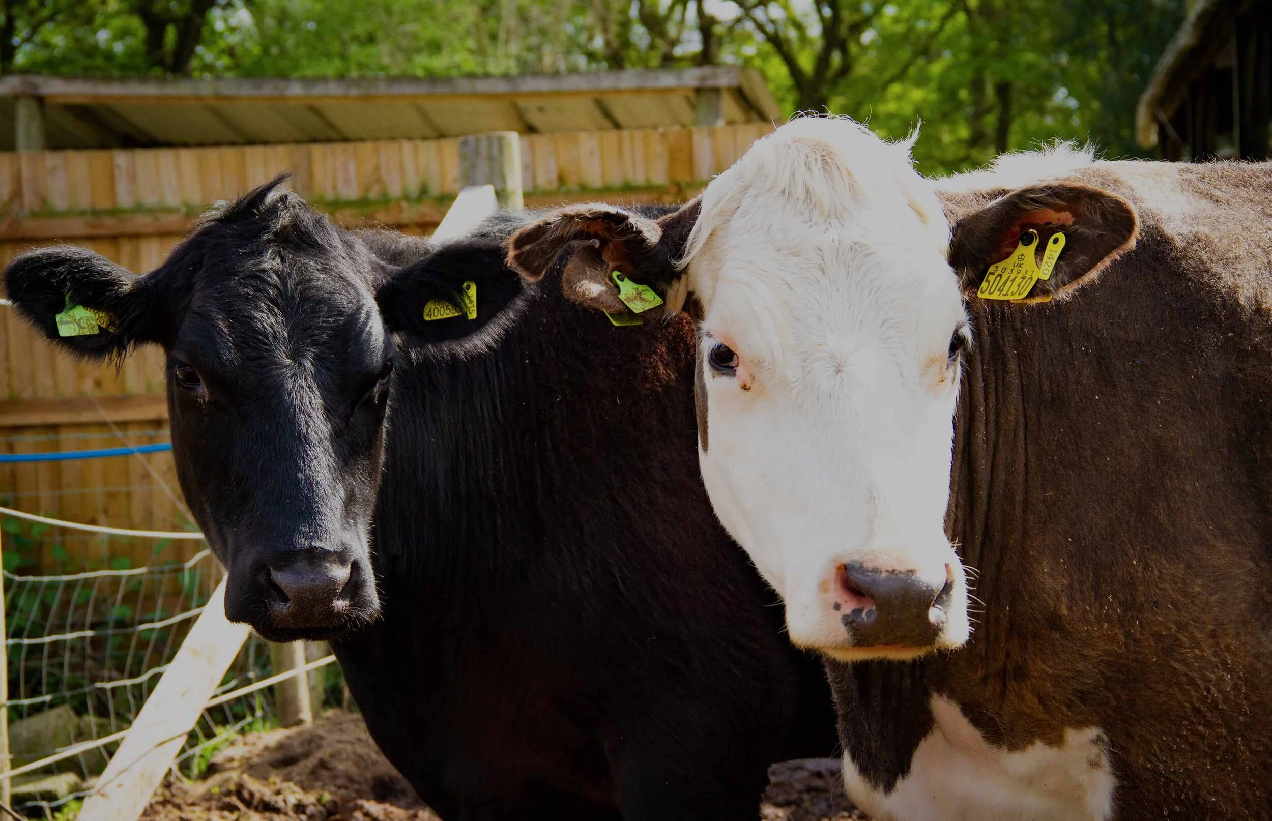 Hockey's Farm | Discover Local Delights – Visit Today