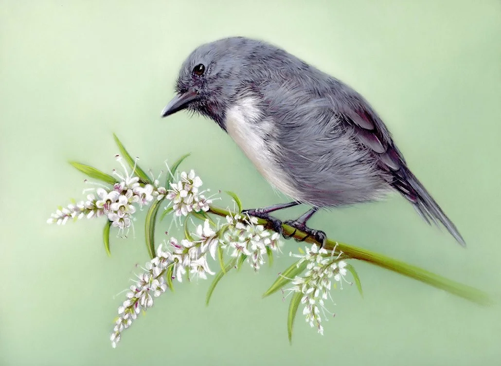 Wildlife & NZ Bird Art - Nicola Reif Pastel artist