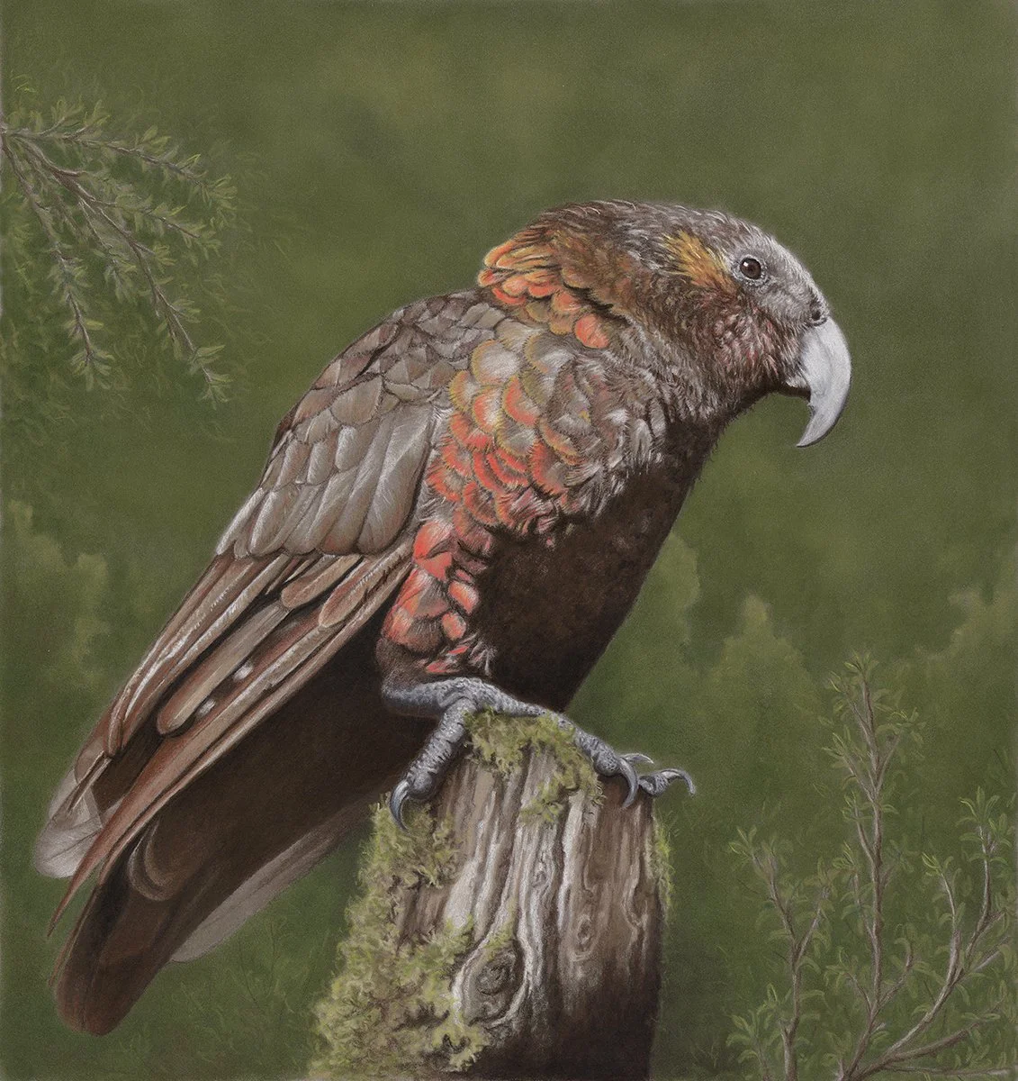 Wildlife & NZ Bird Art - Nicola Reif Pastel artist