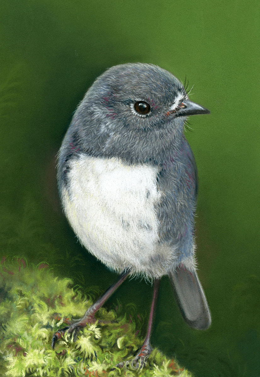 Wildlife & NZ Bird Art - Nicola Reif Pastel artist