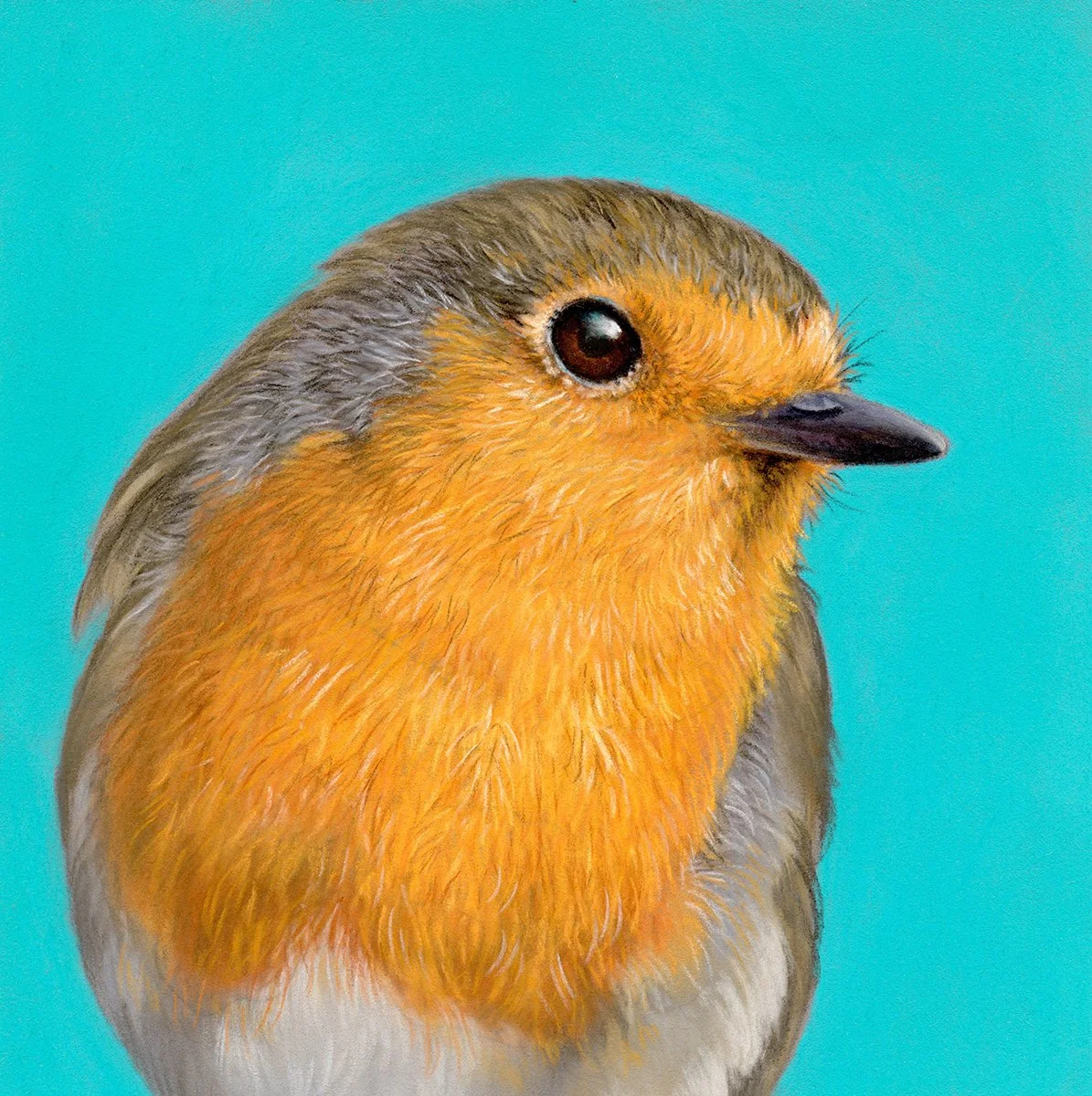 Wildlife & NZ Bird Art - Nicola Reif Pastel artist