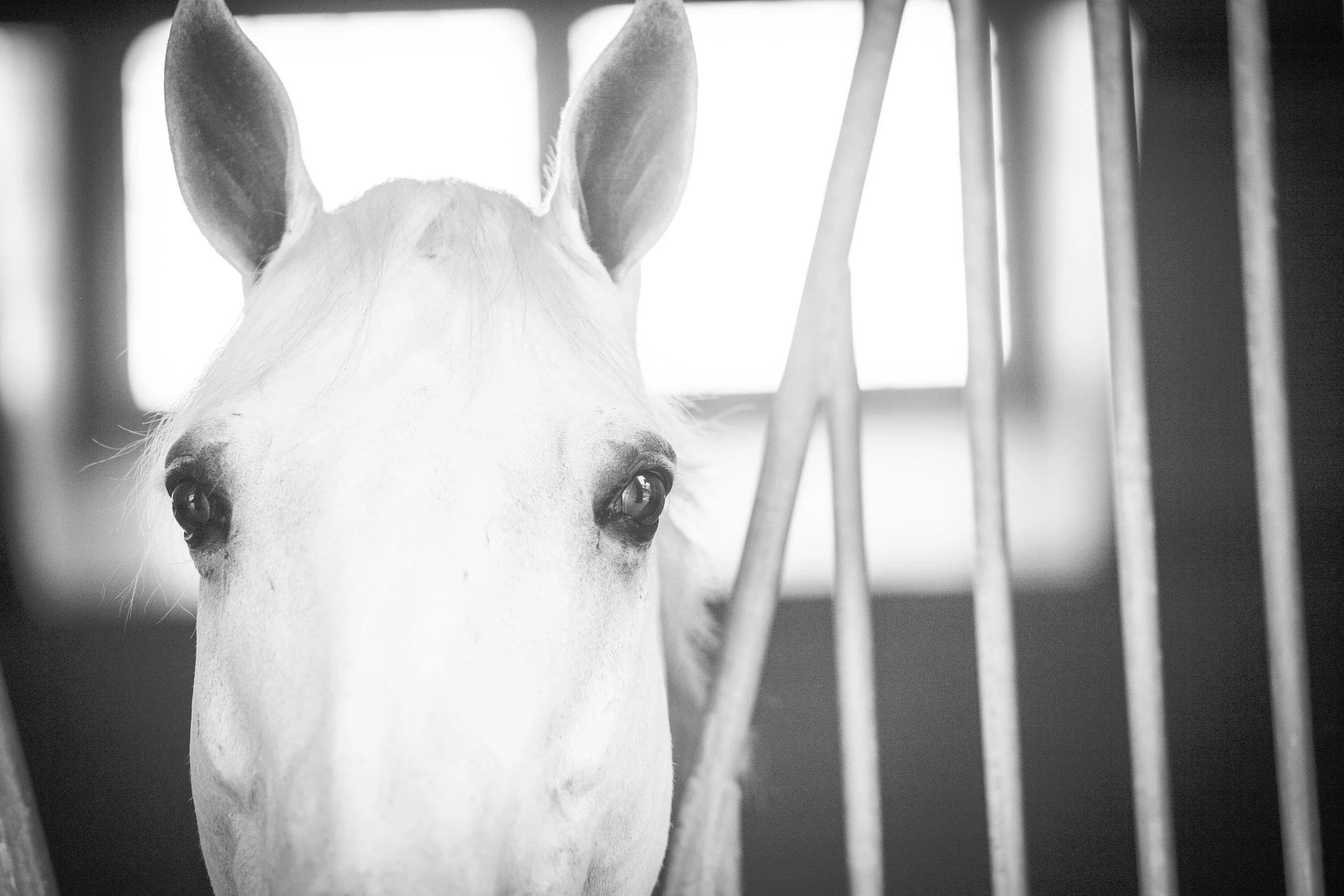 Gallery — Evergate Stables