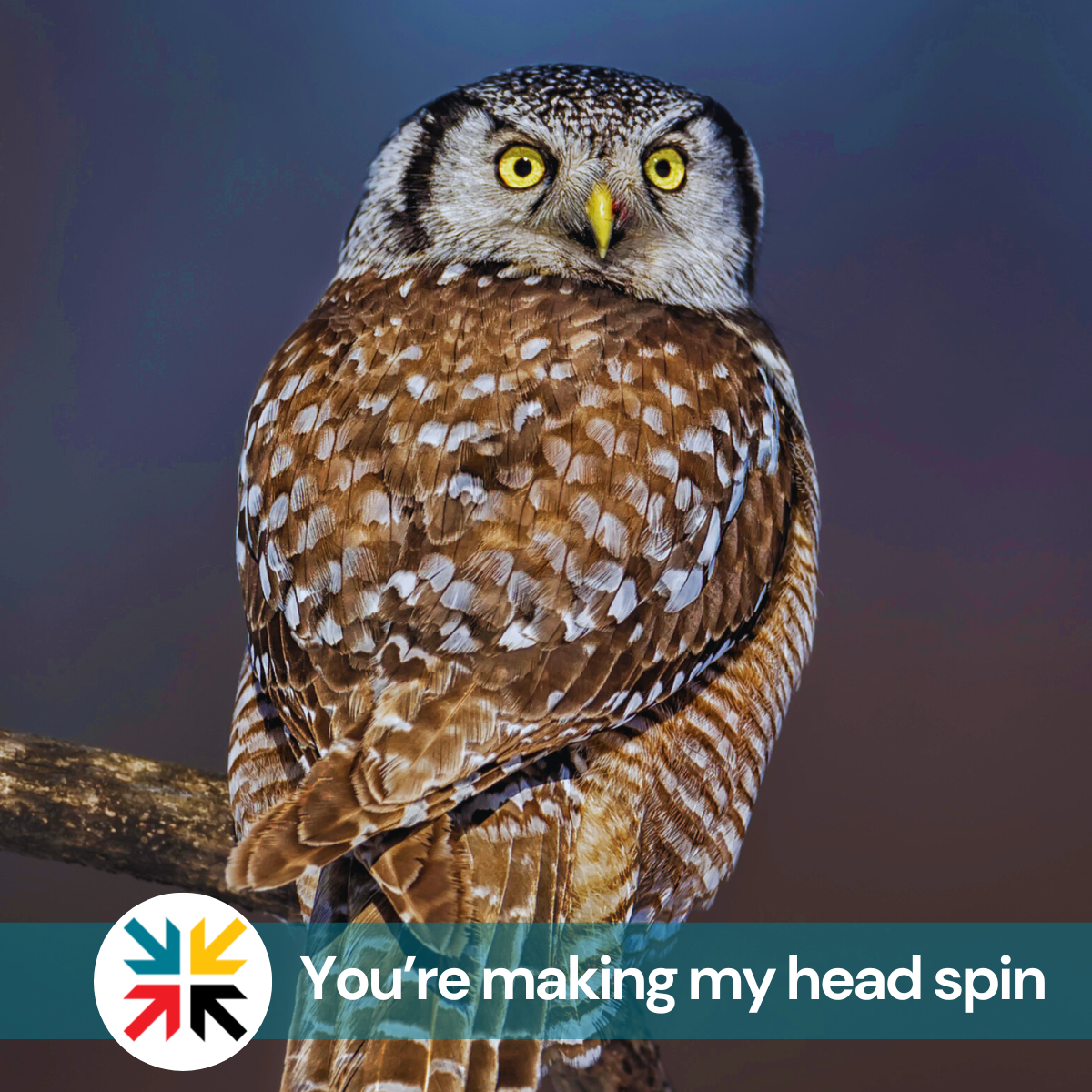 You are making my head spin — Gayle Smerdon