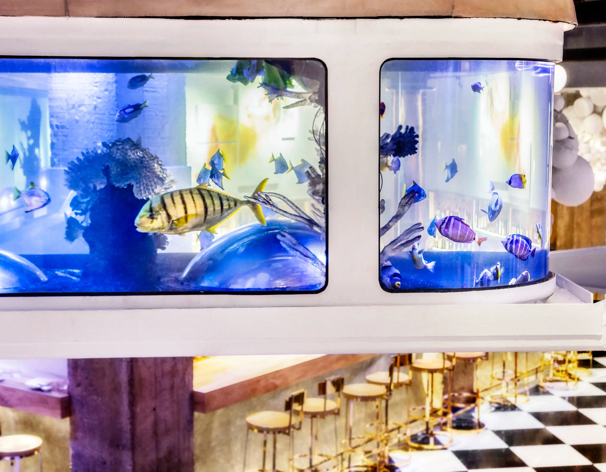 Gallery — Mrs Fish