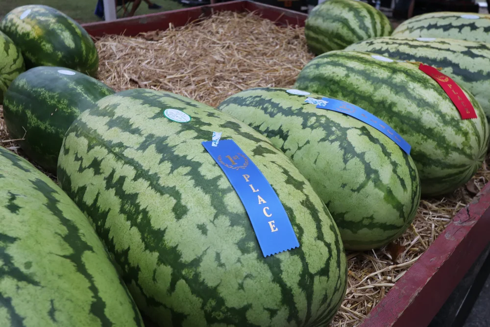 Growers — Cave City Watermelon Festival