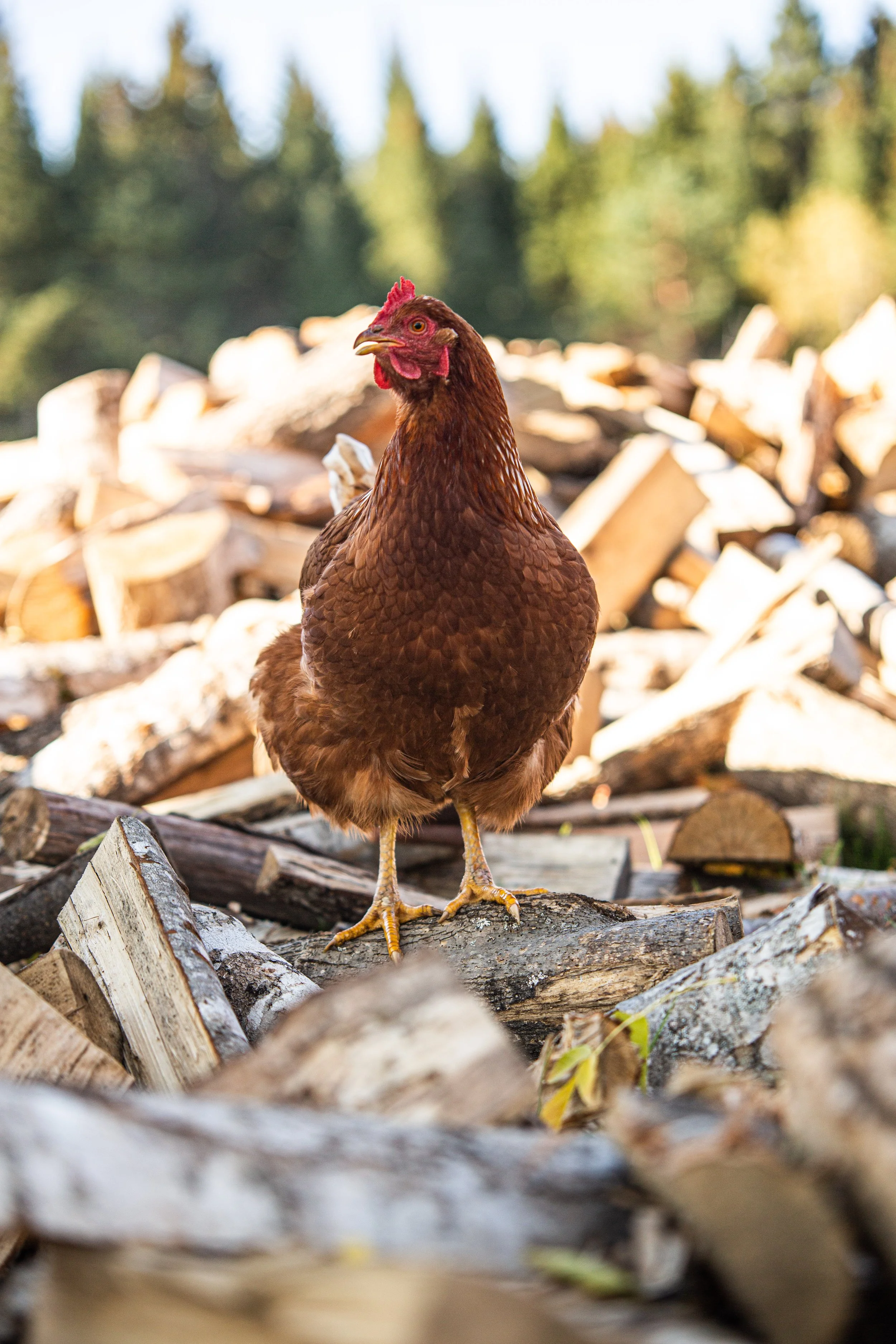 How to Homestead to Save money — Homegrown