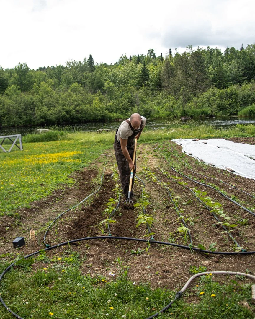 How to garden in a Cool Climate — Homegrown