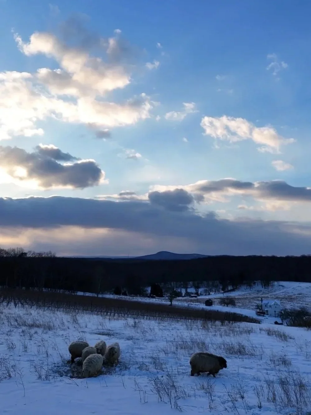 Regenerative Viticulture — BURNT HILL FARM