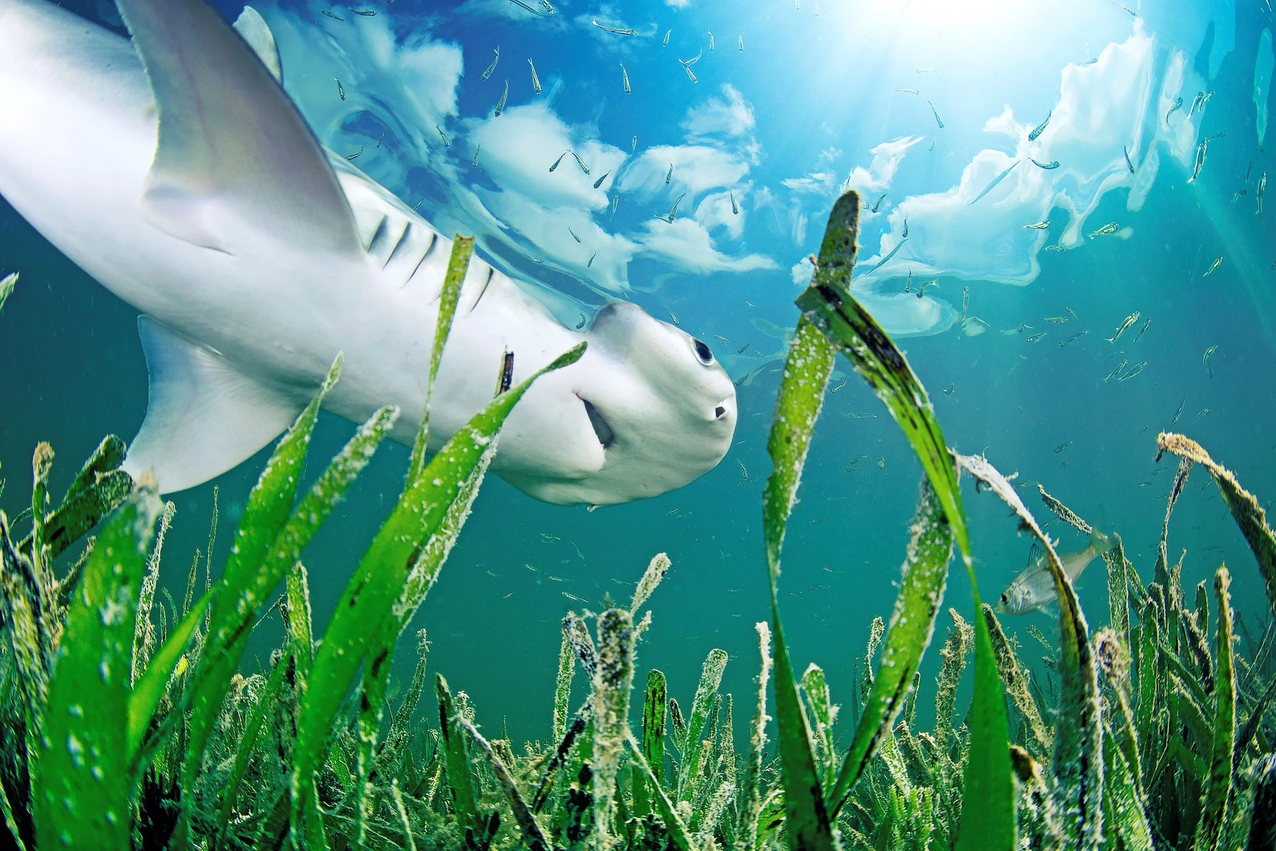 Bonnethead Shark — CITES Sharks and Rays