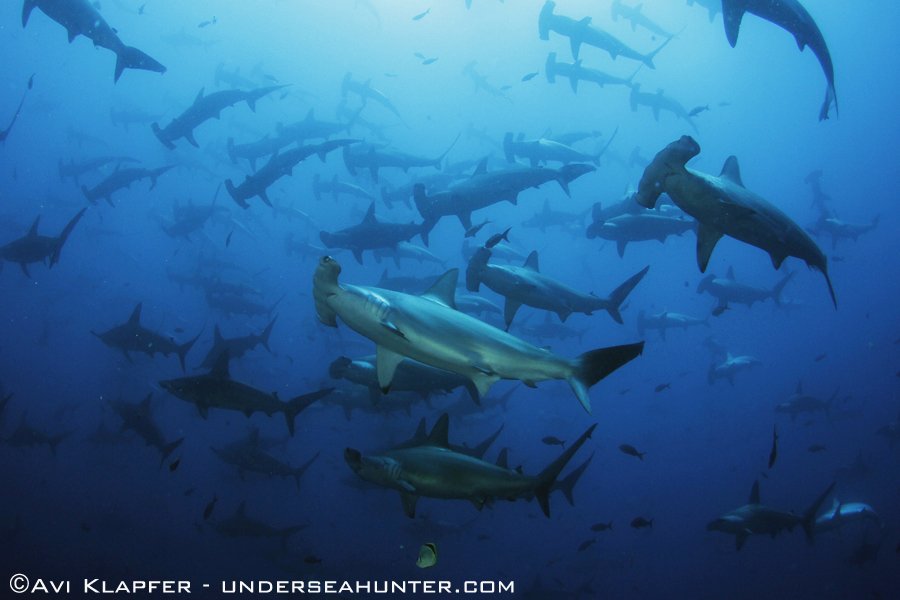 Bonnethead Shark — CITES Sharks and Rays