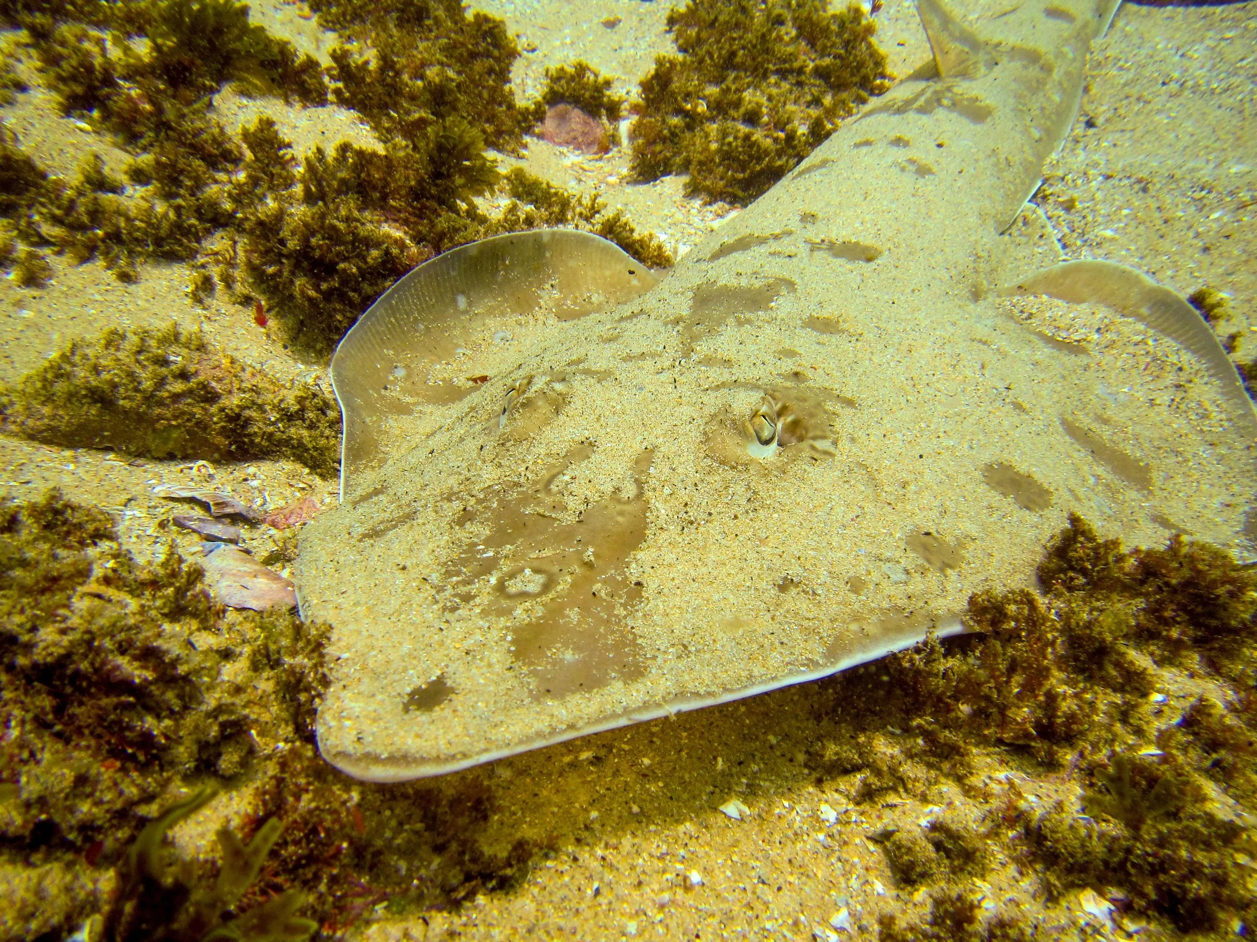 Guitarfishes — CITES Sharks and Rays