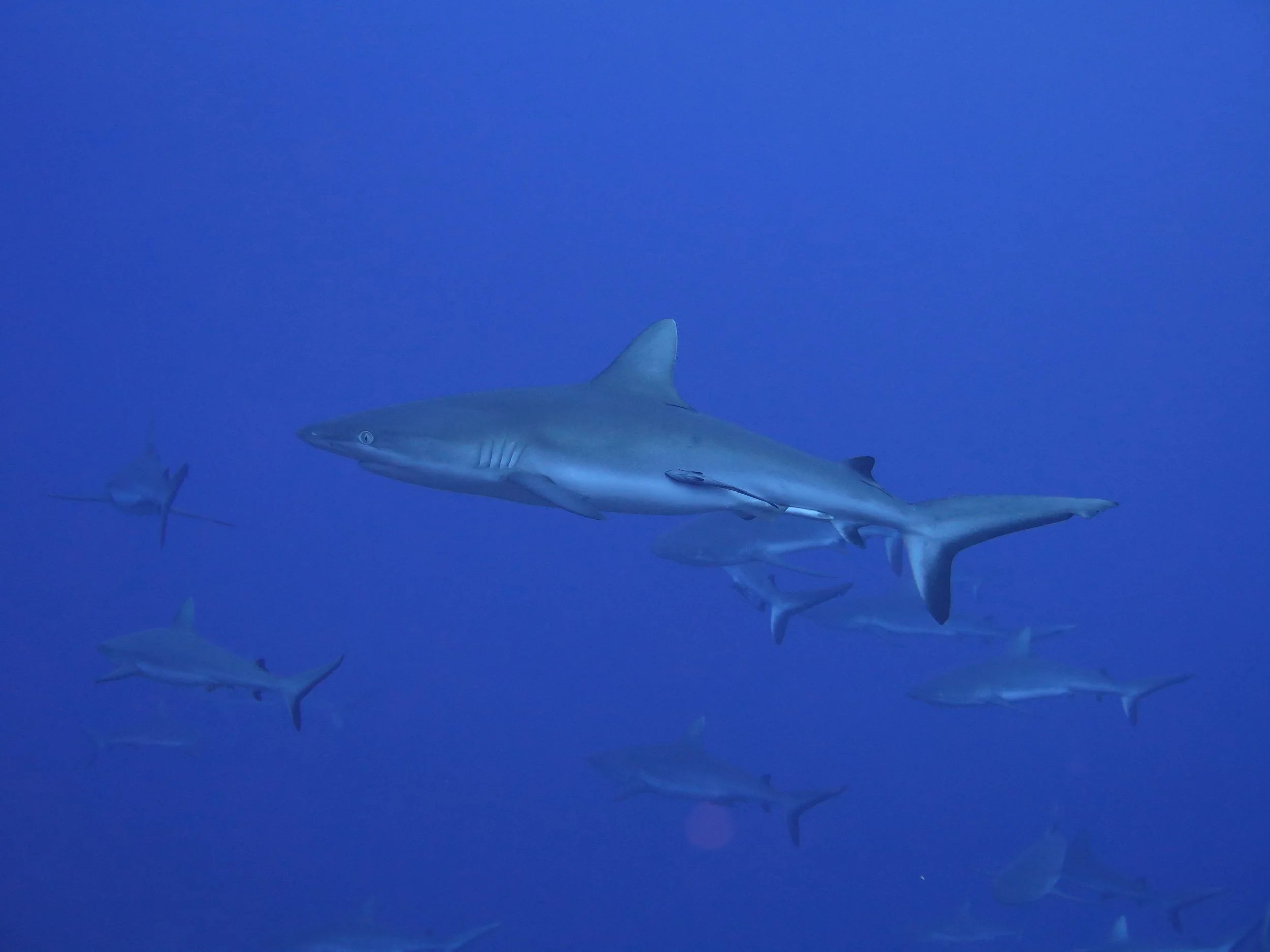 Requiem Sharks — CITES Sharks and Rays