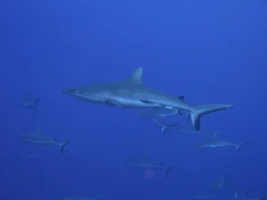 Requiem Sharks — CITES Sharks and Rays