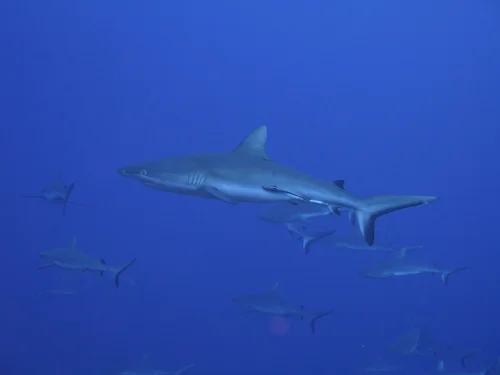 Requiem Sharks — CITES Sharks and Rays