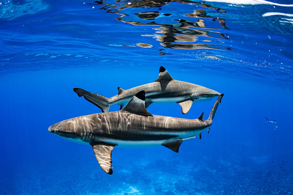 Requiem Sharks — CITES Sharks and Rays