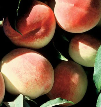 Peaches - Page 2 — Van Well Nursery