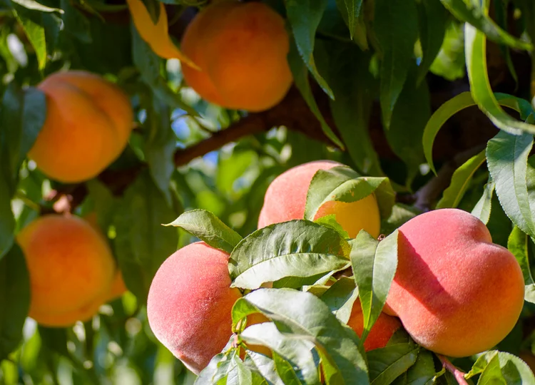 Pollination — Van Well Nursery