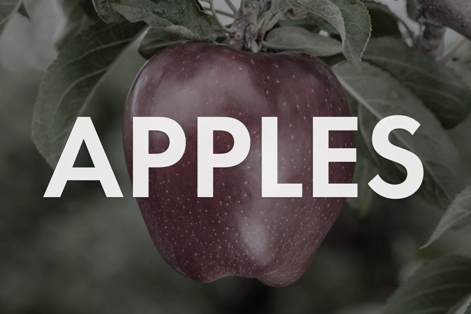 Inventory — Van Well Nursery