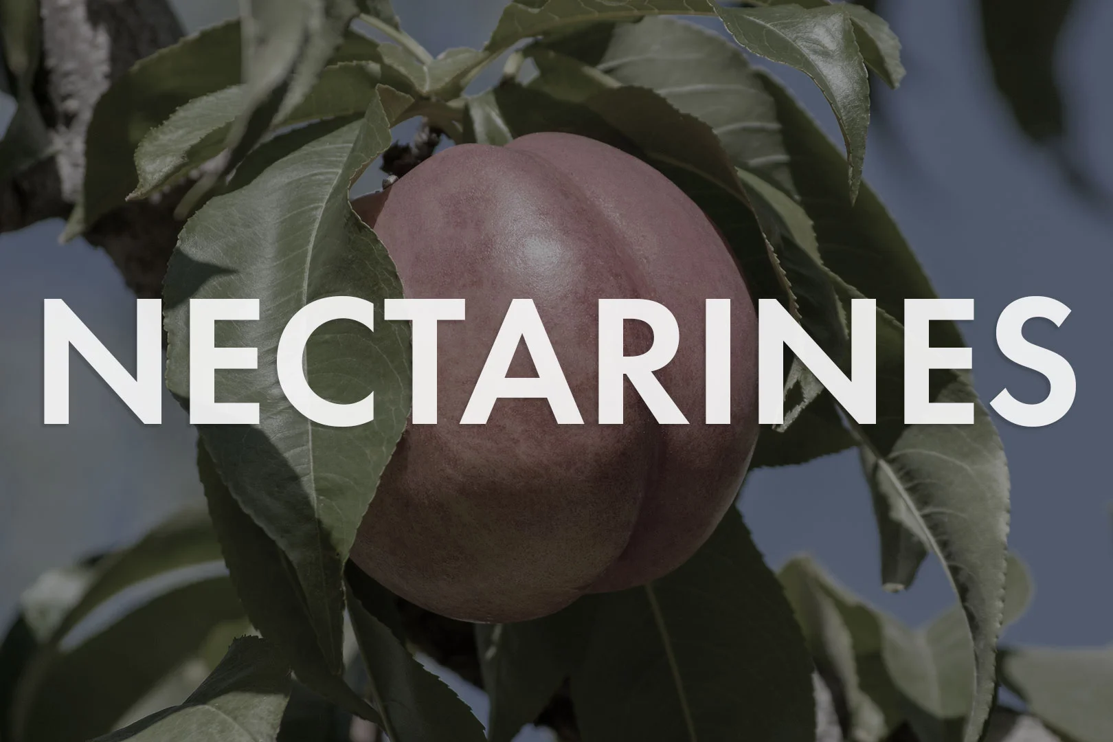 Inventory — Van Well Nursery