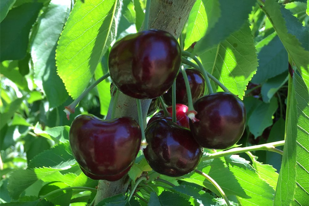 Black Cherry Fruit Tree