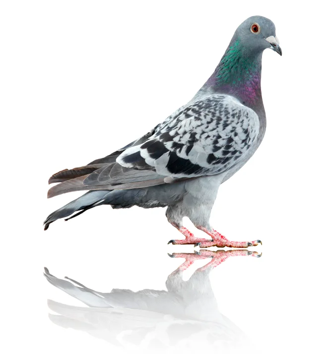 Pigeon Control — Flash Exterminating