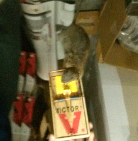 Brooklyn Rat Control & Extermination — Flash Exterminating