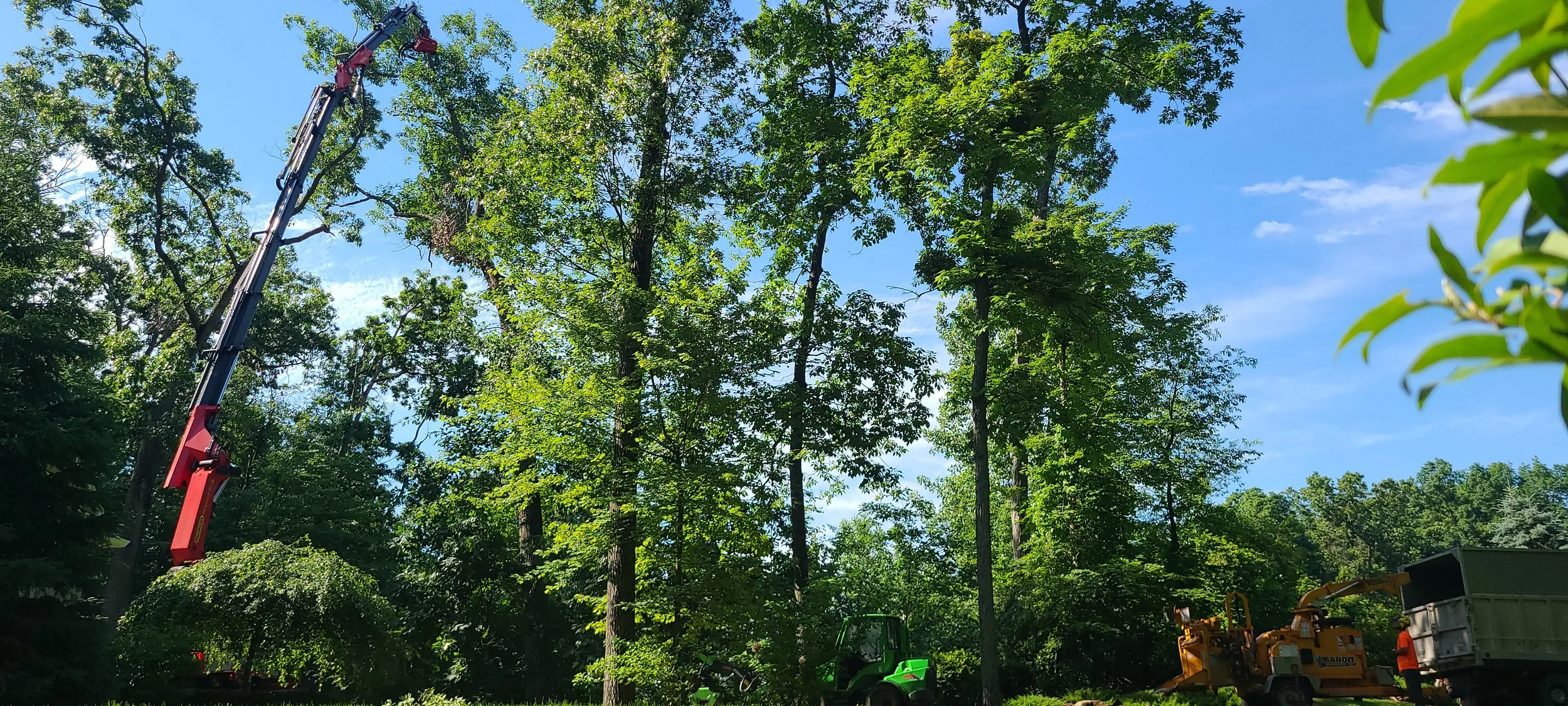 Professional Tree Service in Livingston County