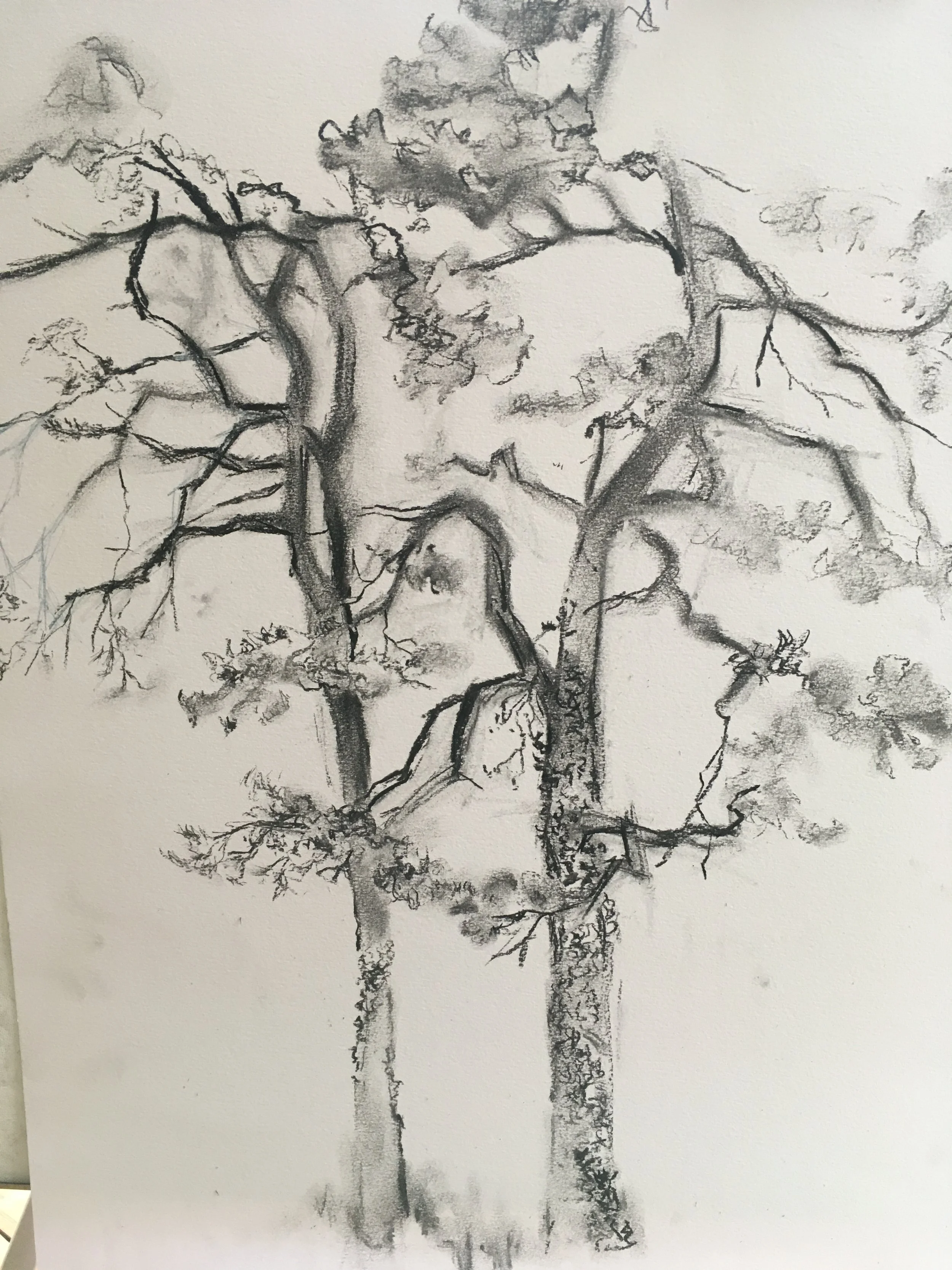 Drawings — Denise Fisk