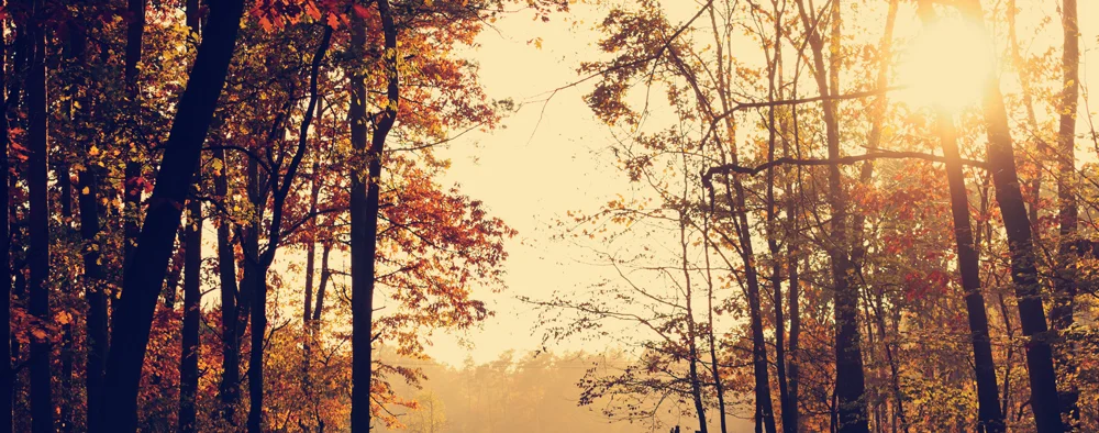 Urban Forests - Organic Solutions | Boston Tree Preservation