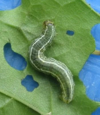 Foliar 1 – Winter Moth Control — Boston Tree Preservation