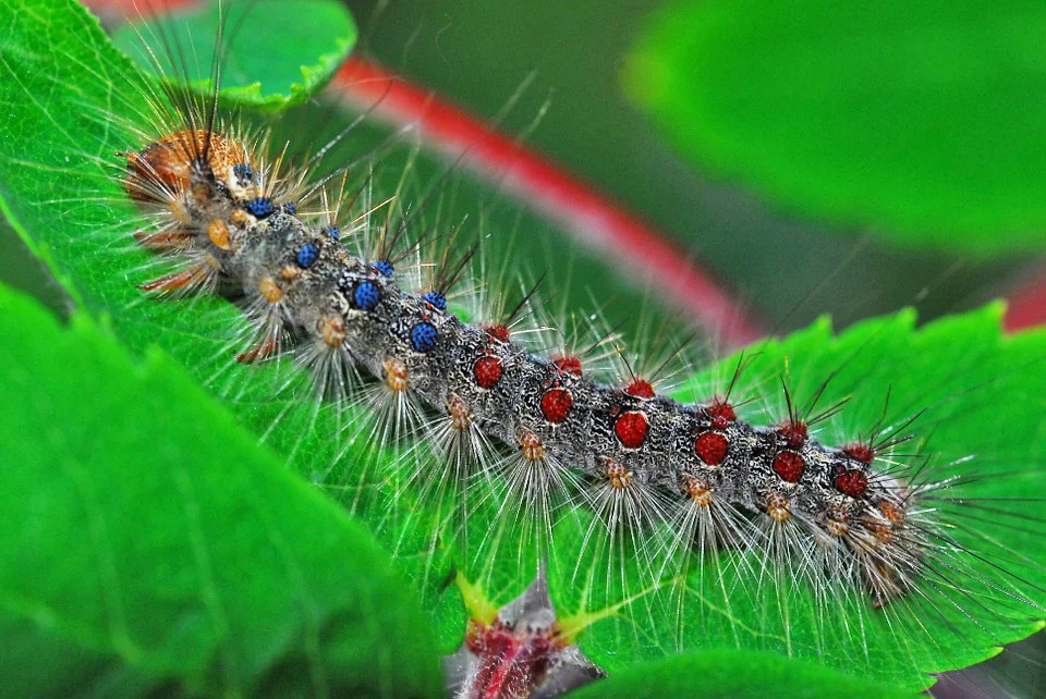 Foliar 2 – Gypsy Moth Control — Boston Tree Preservation