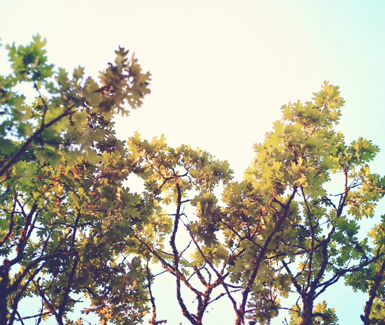 Save the Trees | Plant Health Care — Boston Tree Preservation