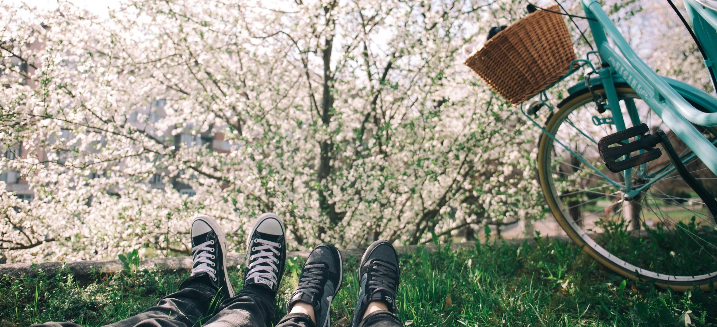 Boston Tree Preservation